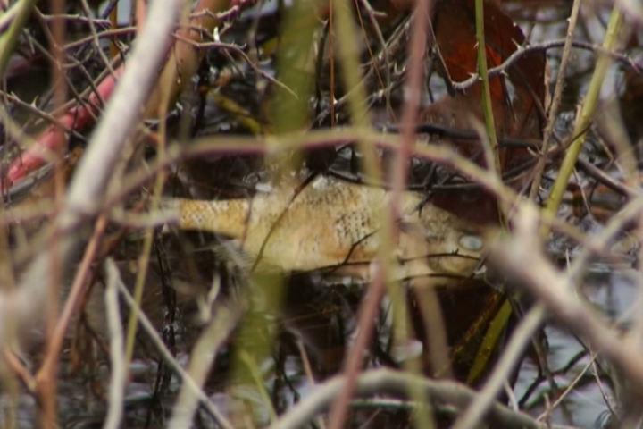 Hook & Hunting: New Online Form to Report Dead Fish to DNR – 9&10 News