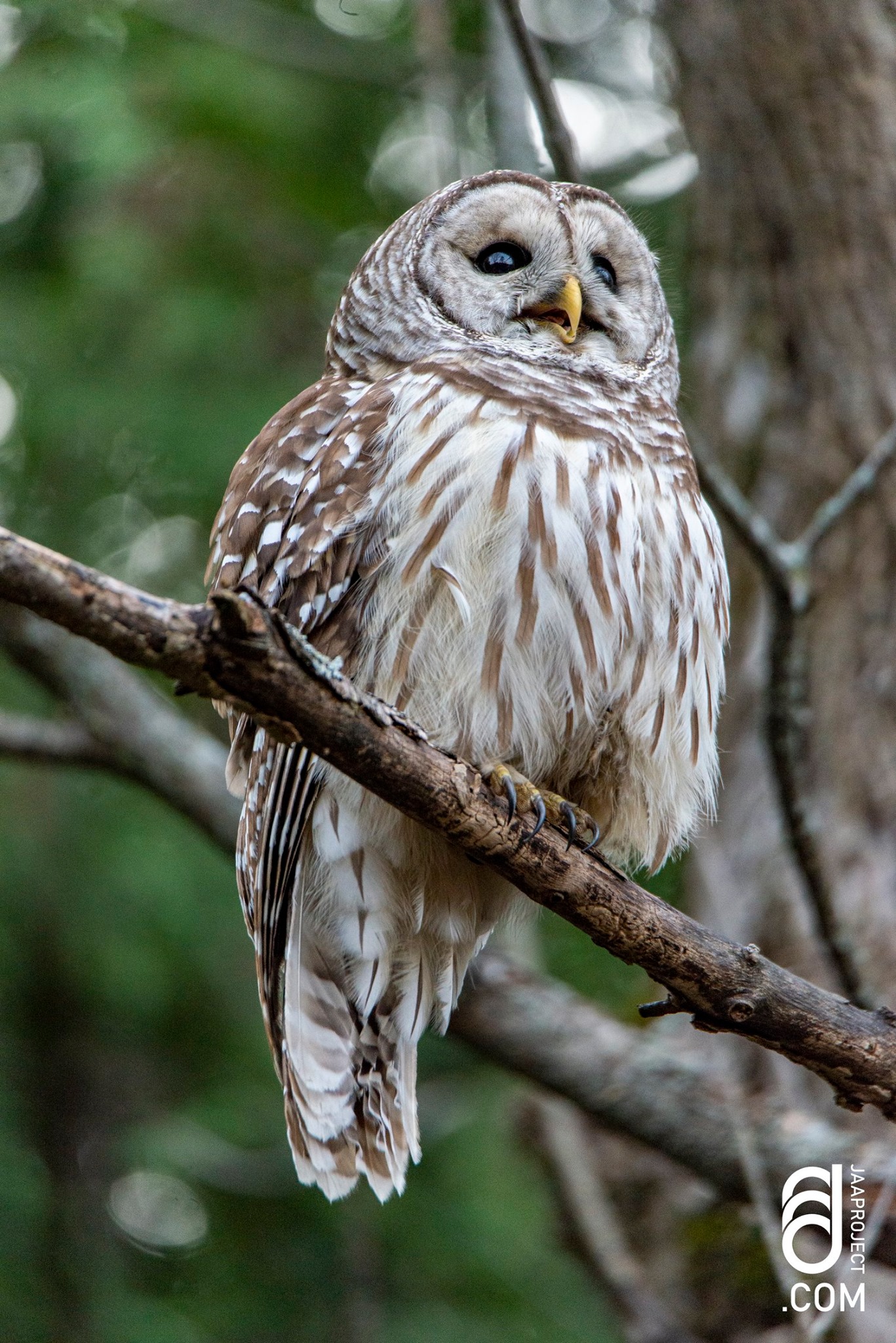 Artist Profile: Jon Alexander, JAA Project Photography – 9&10 News