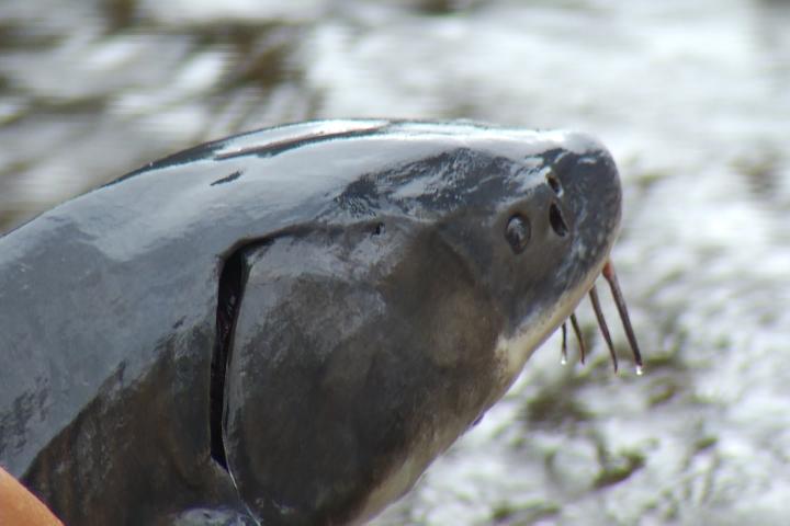Watershed Council and LTBB Fisheries Enhancement Facility to mark ...