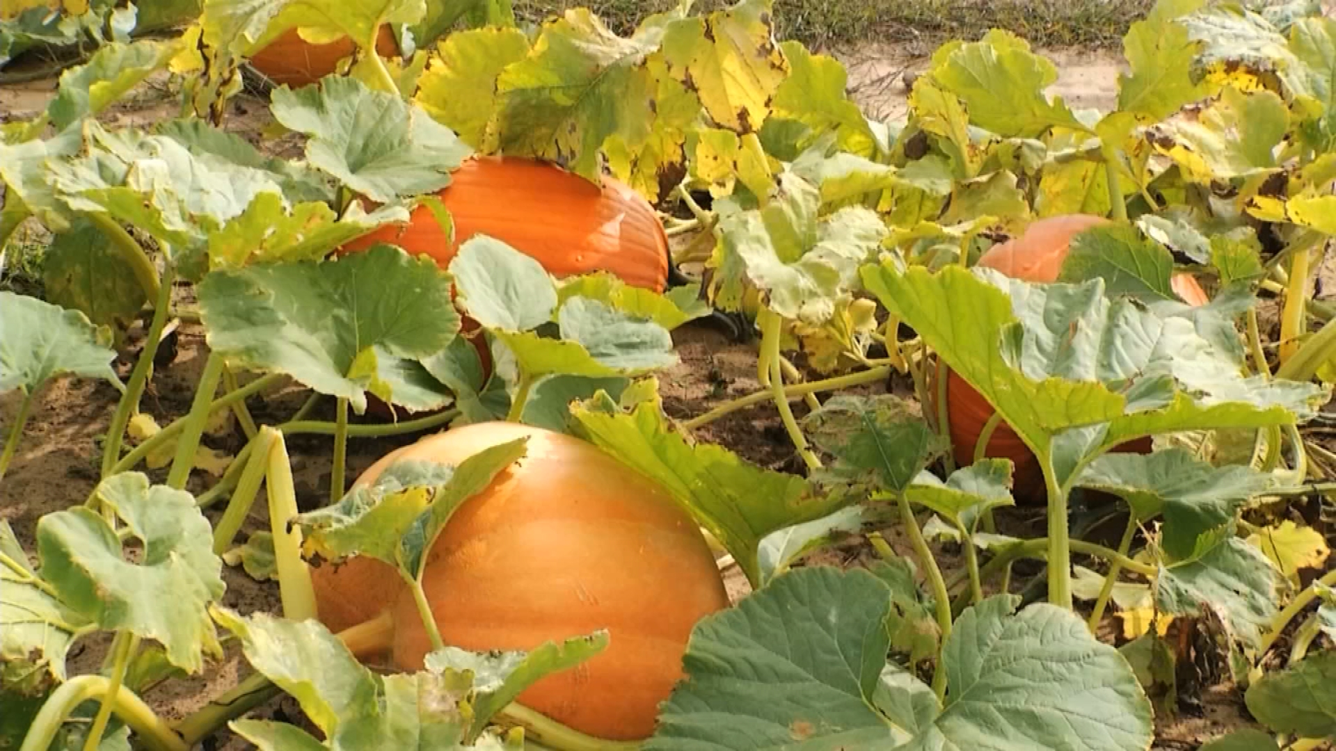 Sights and Sounds: Pahl’s Pumpkin Patch – 9and10News.com