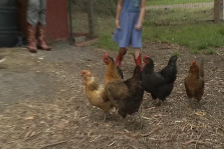 Healthy Living: Hip Chick Farms – 9&10 News