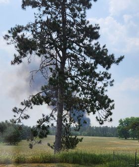 Reported 7.7 acres burned in Manton wildfire – 9&10 News