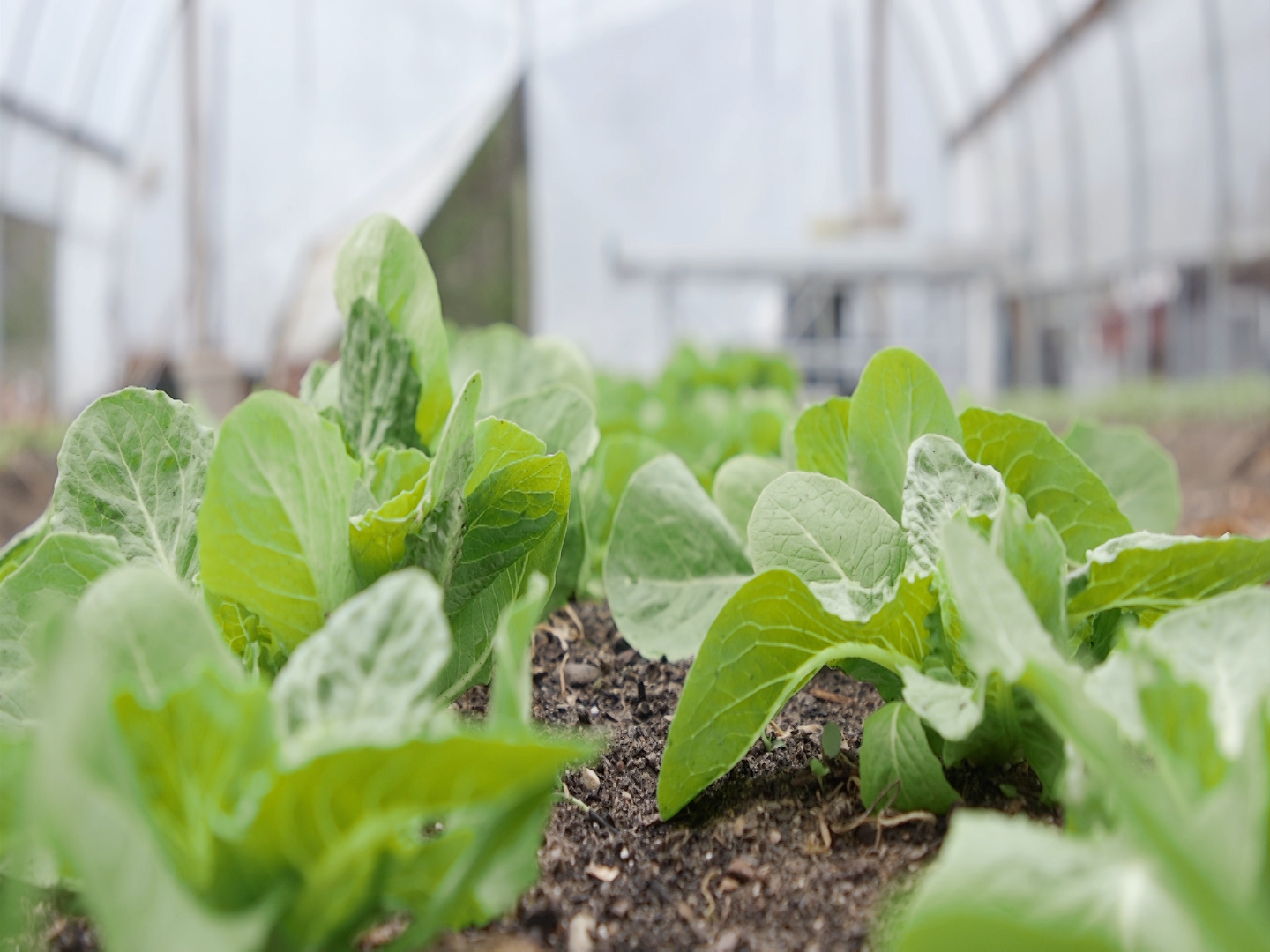 Interlochen Center for the Arts “Sprouts” Second Sustainability Farm at ...