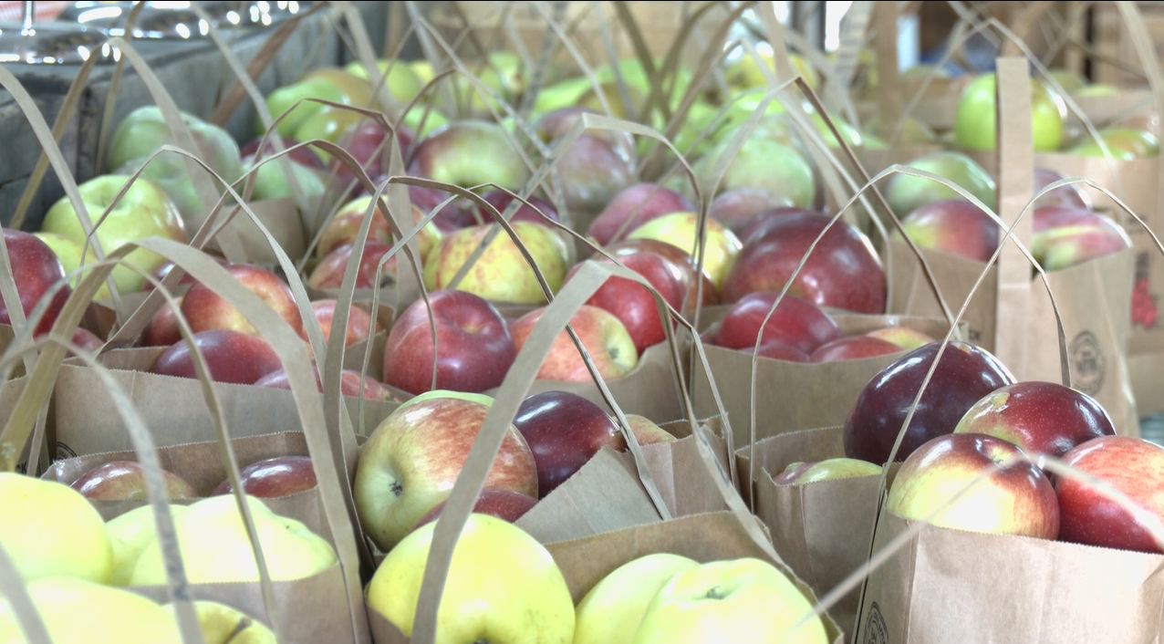 Northern Michigan farms thrive with fall agritourism – 910News.com