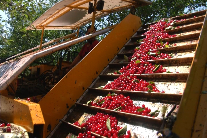 BrewVine: Peninsula Cellars Winery on Old Mission Peninsula – 9&10 News