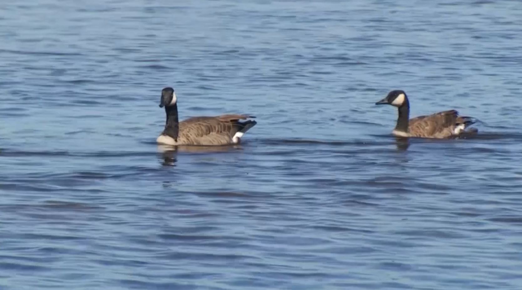 Avian influenza cases prompt Michigan’s call for preventative measures ...