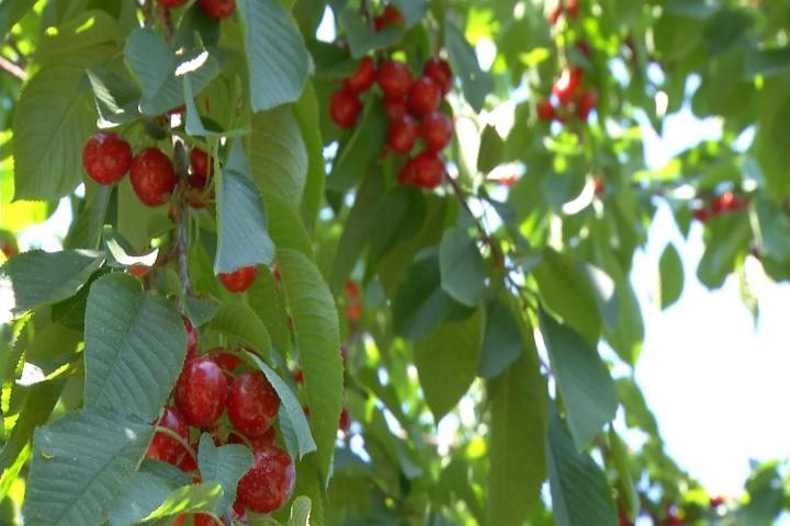 Northern Michigan Cherry Farmers Plan For A More Fruitful 2017 After A ...