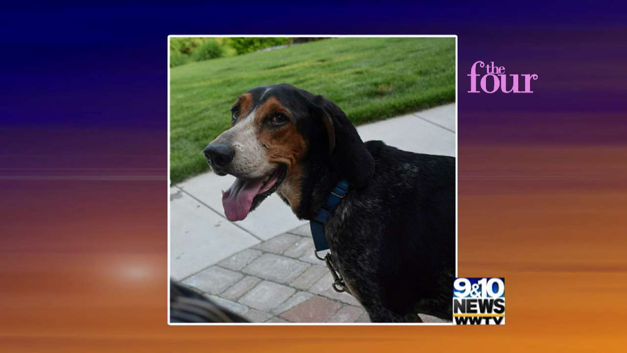 Dog Victoria Seeks Forever Family – 9&10 News