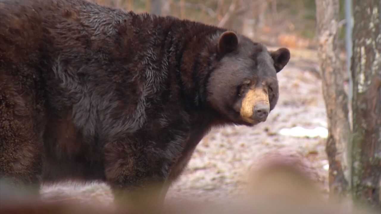 DNR: Bears Beginning to Emerge from Dens in Search of Food – 9&10 News