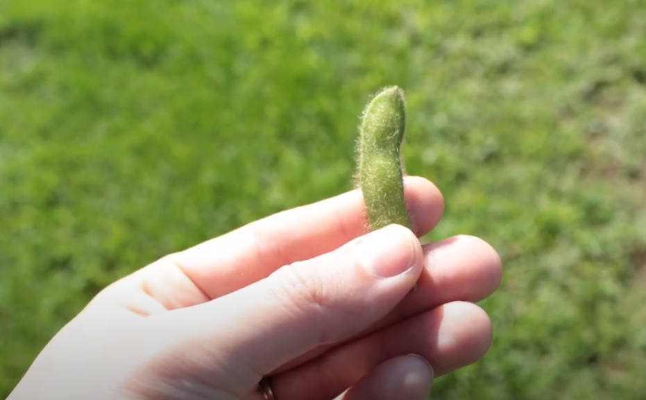 Alexis Dahl: Michigan farmers want to fuel your tractor with soybeans ...