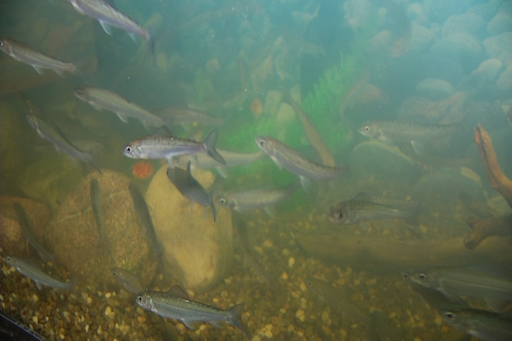 Hook & Hunting: Michigan Grayling Fish – 9and10News.com