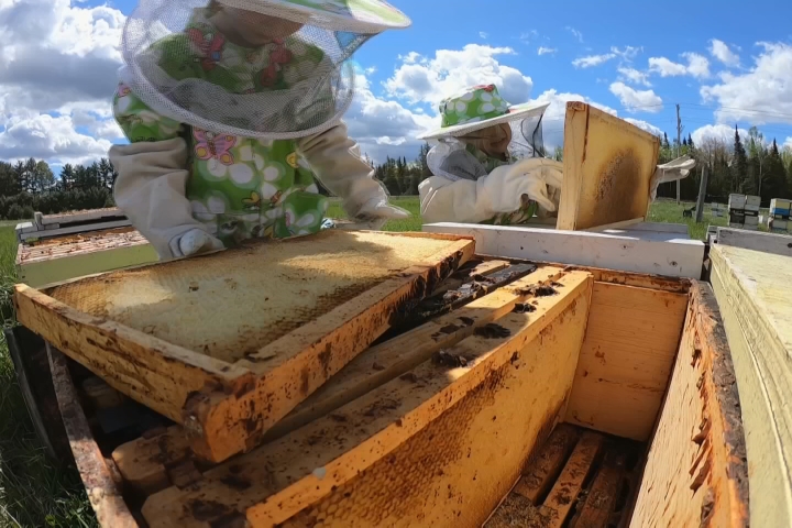 Mini Beekeepers Radiating Confidence at Applebee Farms In Fairview – 9 ...