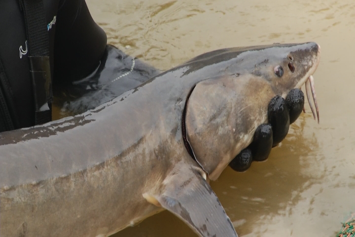 Living Fossils: Lake Sturgeon Spawning on the Black River – 9&10 News