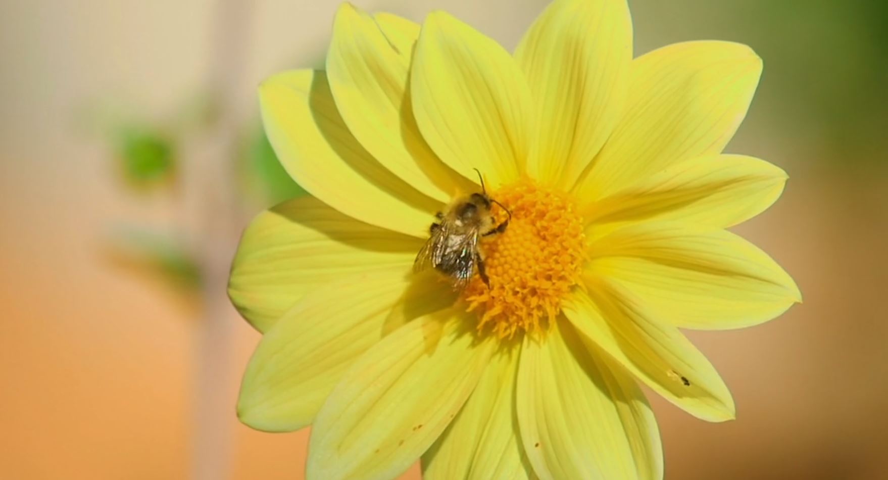 Business in Focus: Walmart – 9&10 News