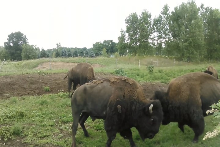 Sights and Sounds: Bison Brothers David and Goliath – 9&10 News