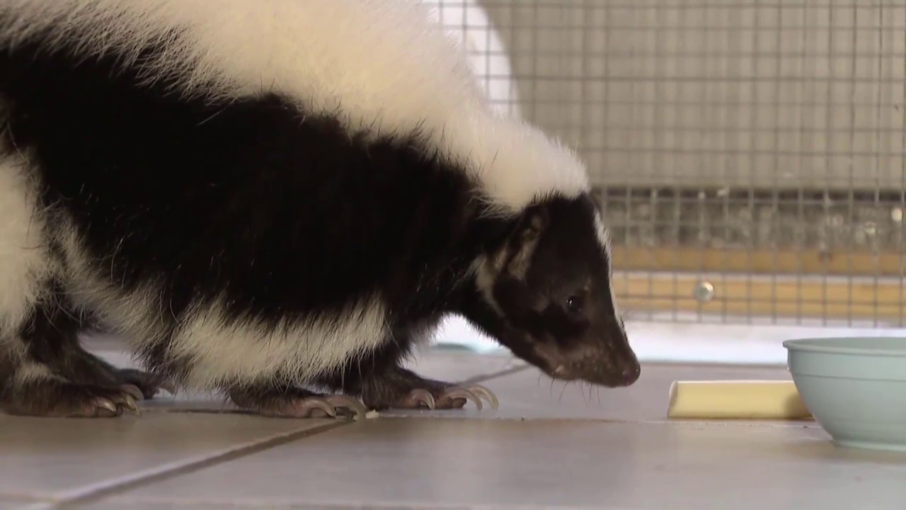 Skunk purchased from Michigan breeder linked to positive rabies case – 9&10 News