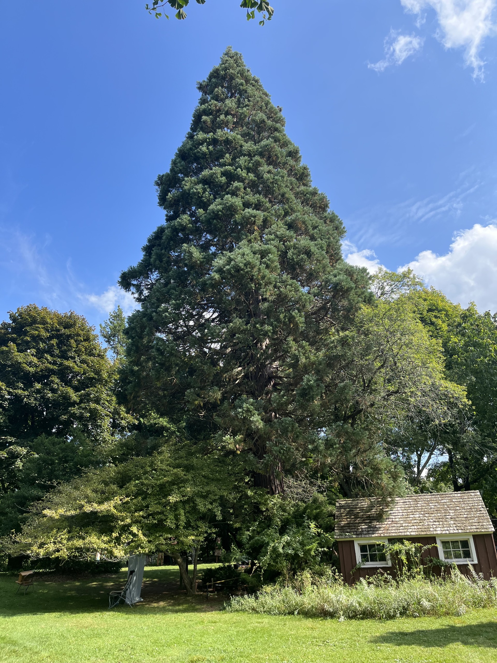 Archangel Ancient Tree Archive Harvests Cones from Manistee Sequoia to ...