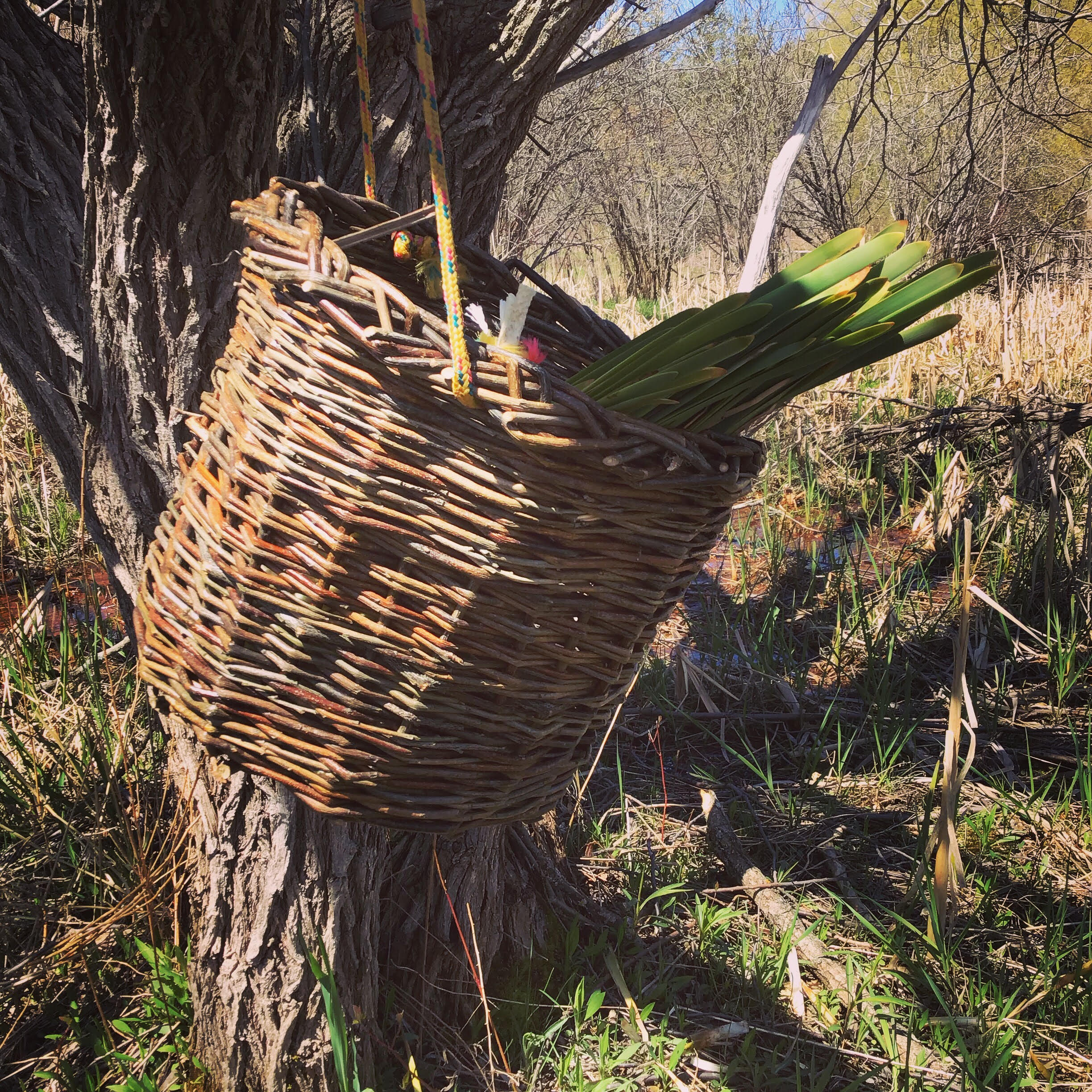 GTPulse: Foraging in Northern Michigan, What’s Popping Up Now – 9&10 News