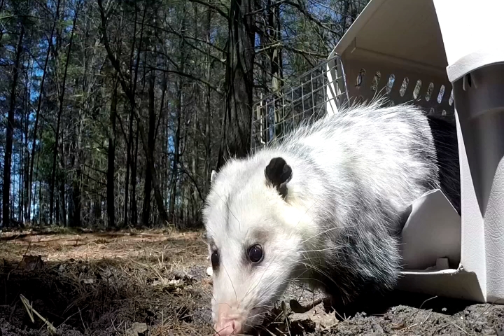 Northern Michigan in Focus: Opossums – 9&10 News