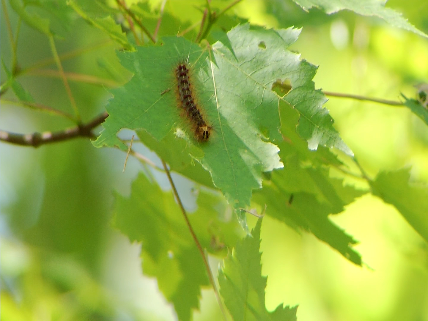 Gypsy Moths Causing Issues in Lower Northern Michigan – 9&10 News
