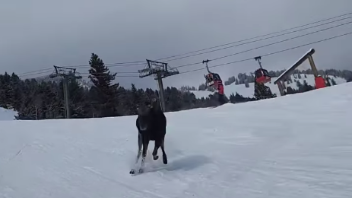 Wild moose chase! Traverse City man and friends capture the moment a ...