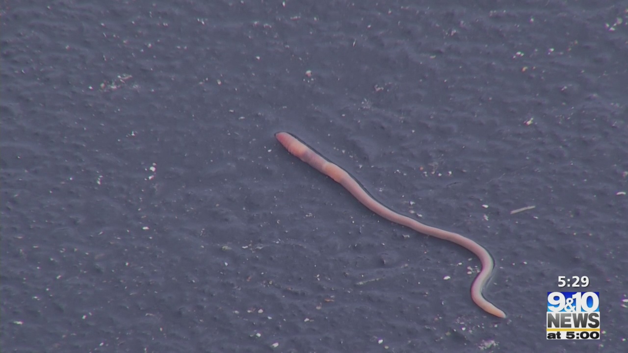Sights and Sounds: Worms Soaking Up Rain – 910News.com