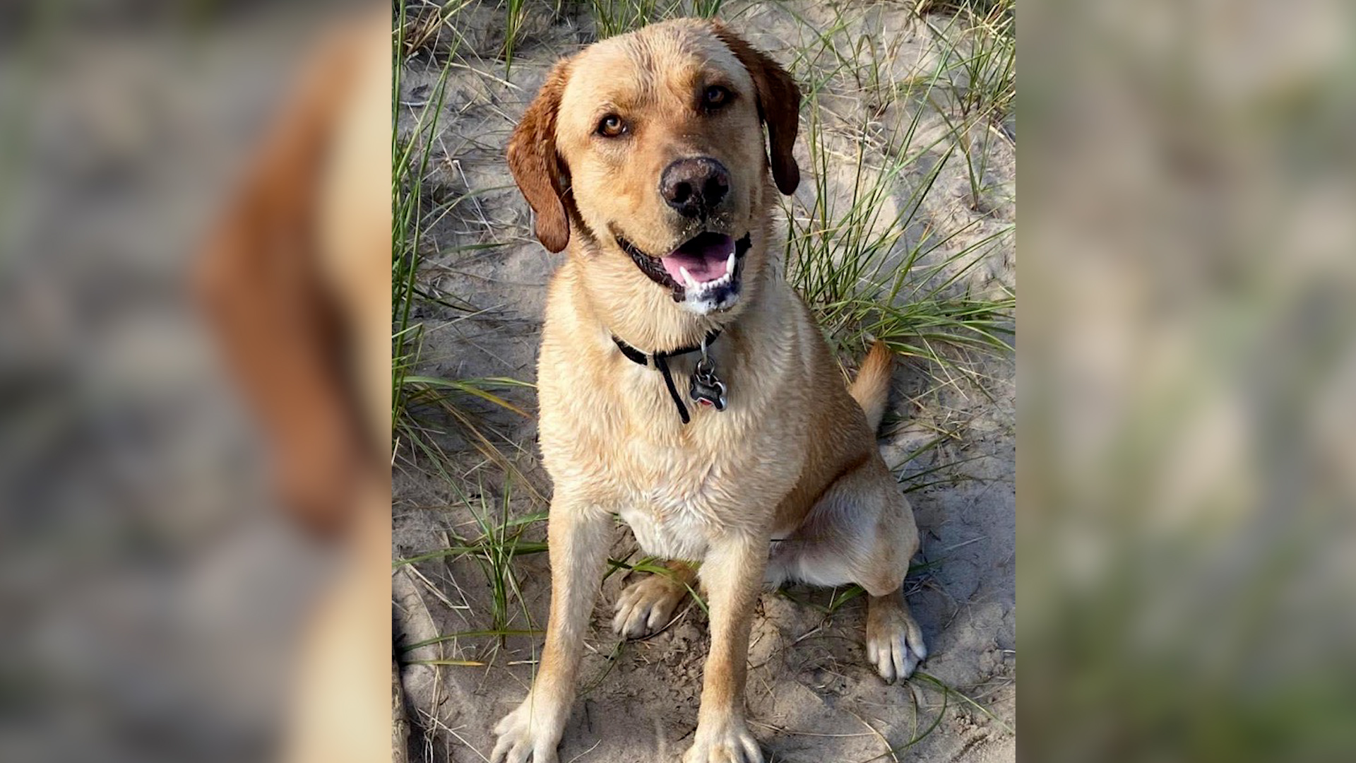 Dog shot and killed, owner offering $10K reward for information leading ...
