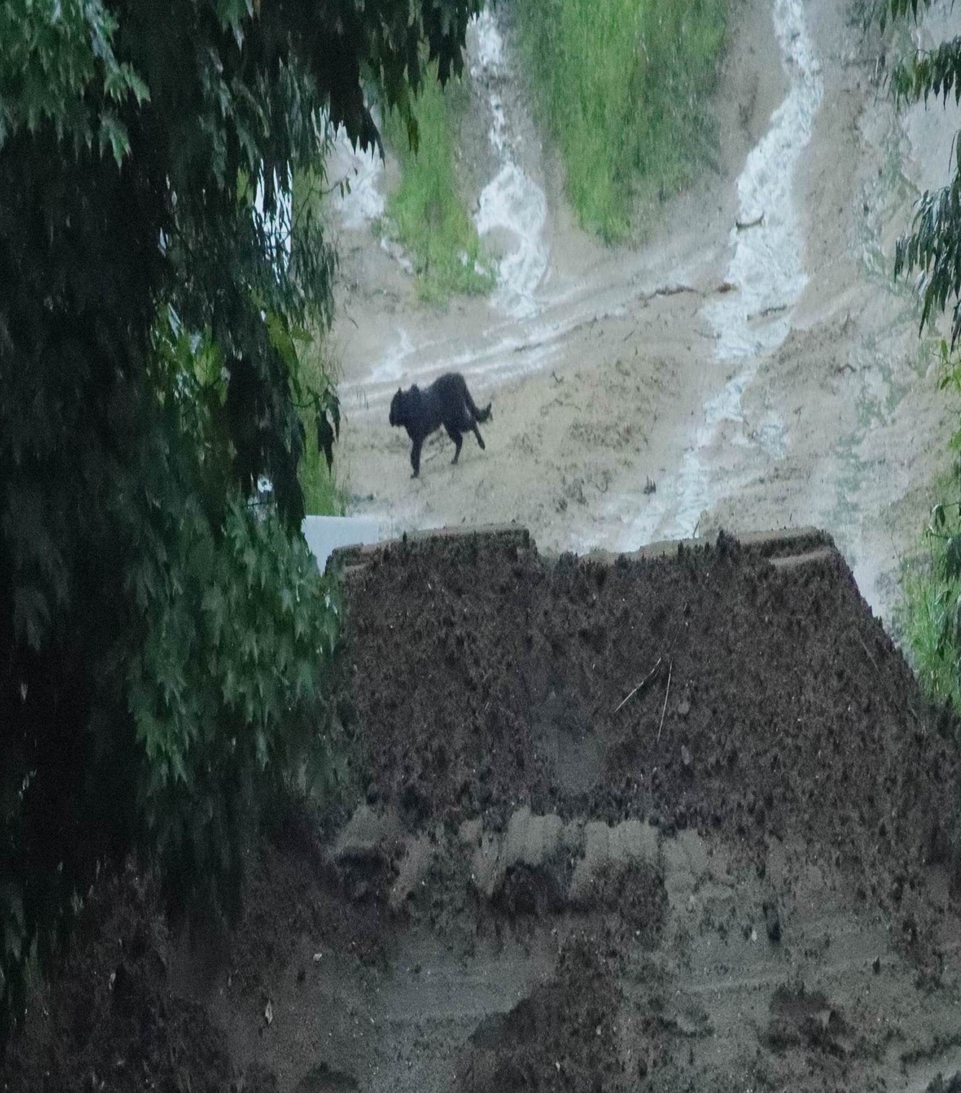 DNR Investigating Large Black Cat Sighting in Copemish – 9&10 News