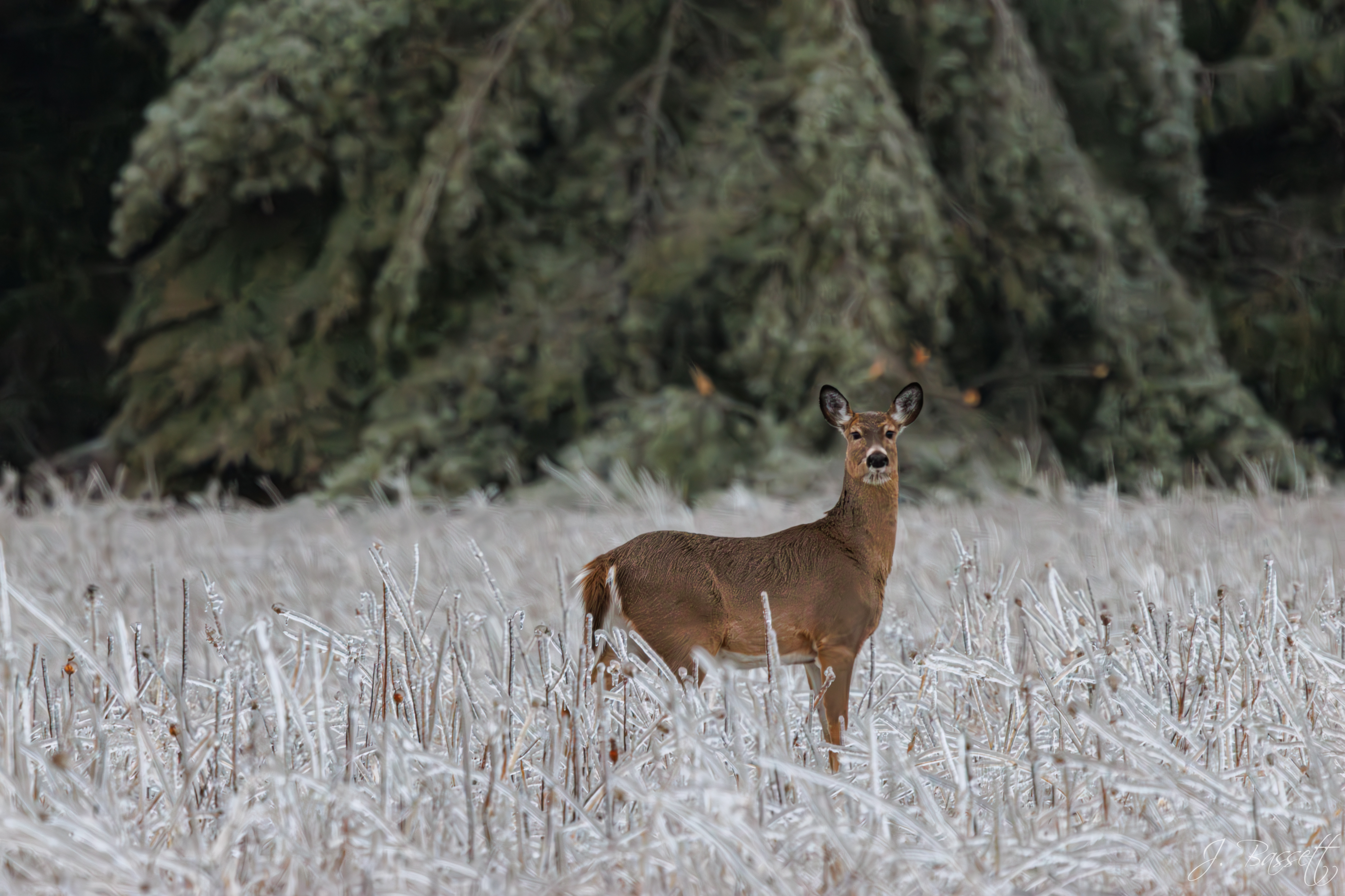 DNR requests deer heads for bovine tuberculosis testing in 10 Michigan ...