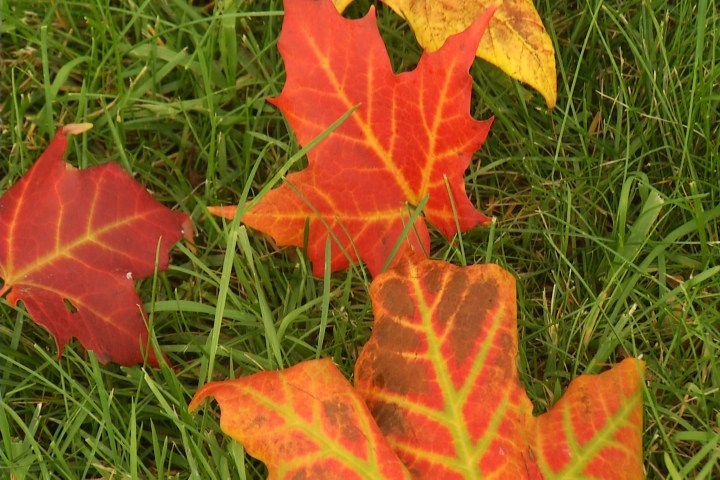 Sights and Sounds: Fall Colors – 9&10 News