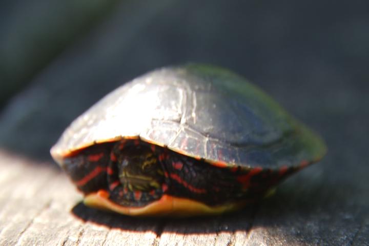 Nature’s Forecast: The scientifically surprising ways animals react to ...