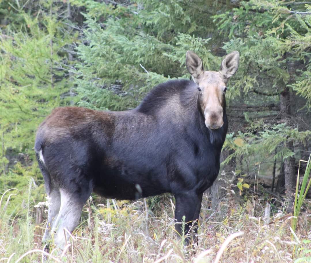Viewer Photos of a Moose Near Pickford – 910News.com