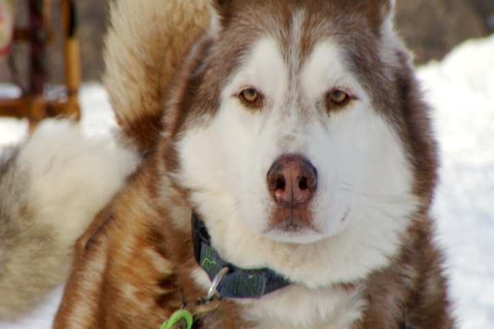 Second Chance Mushers: Northern Michigan Husky Rescue – 9and10News.com