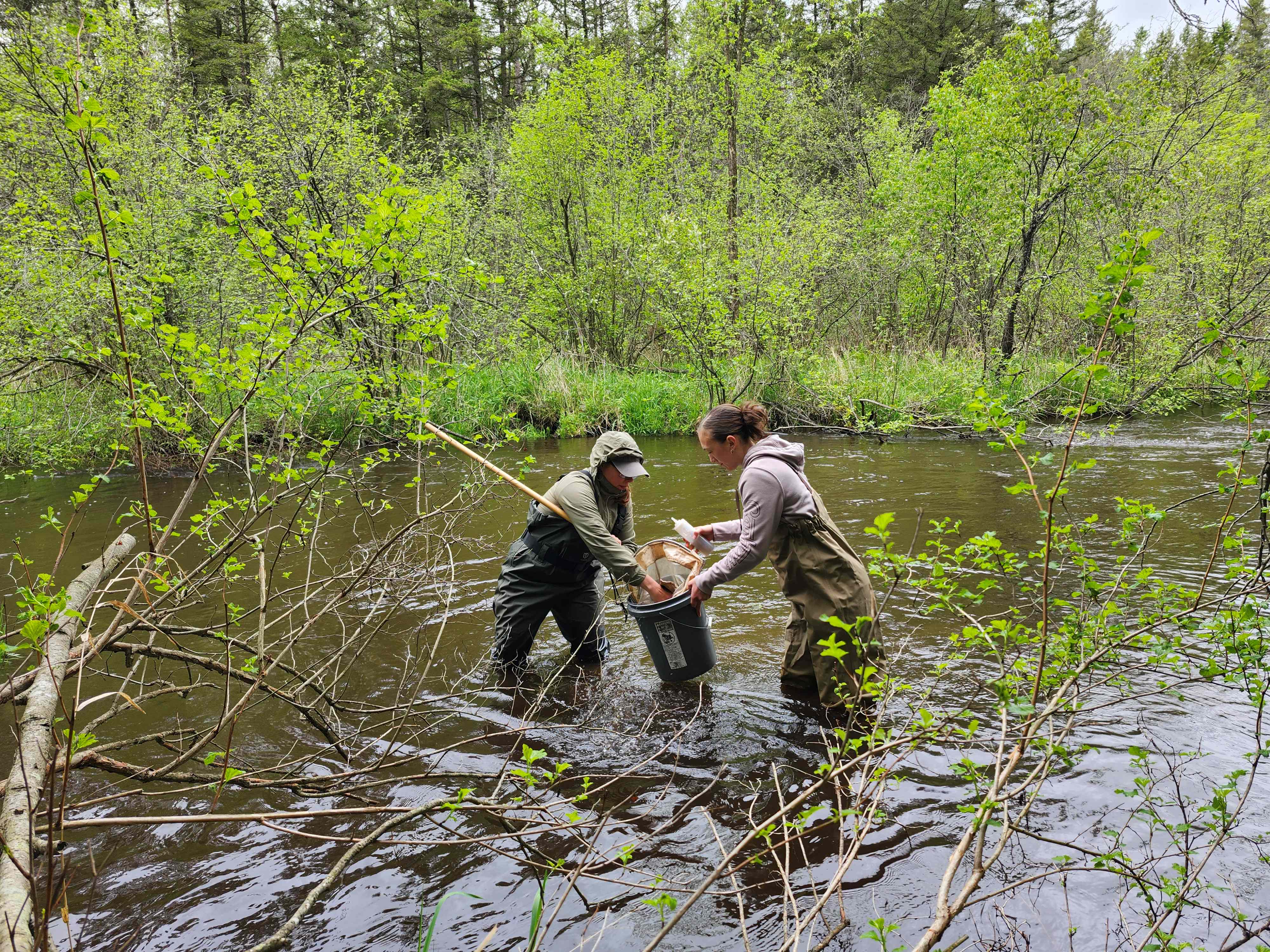 Cedar River stream sampling sites receive ‘excellent’ ratings from ...