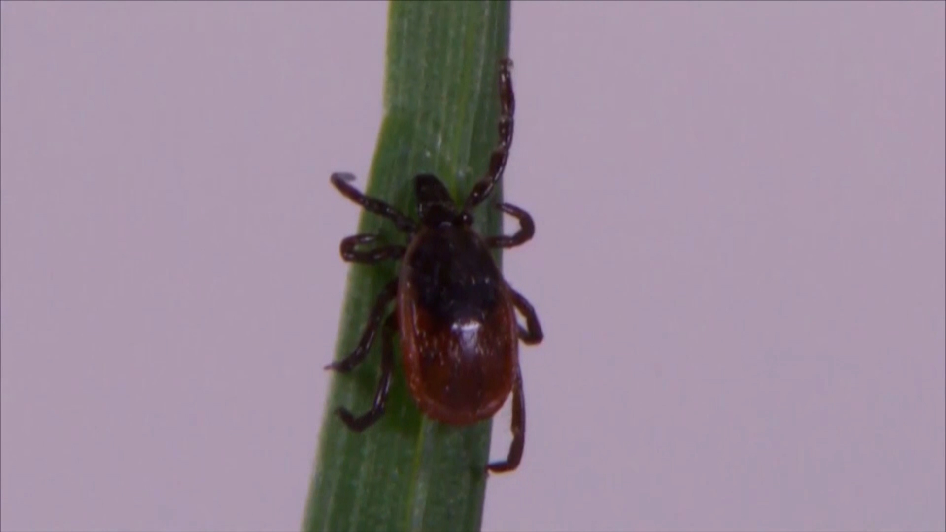 Watch out for ticks as the weather gets warmer, Grand Traverse Co ...