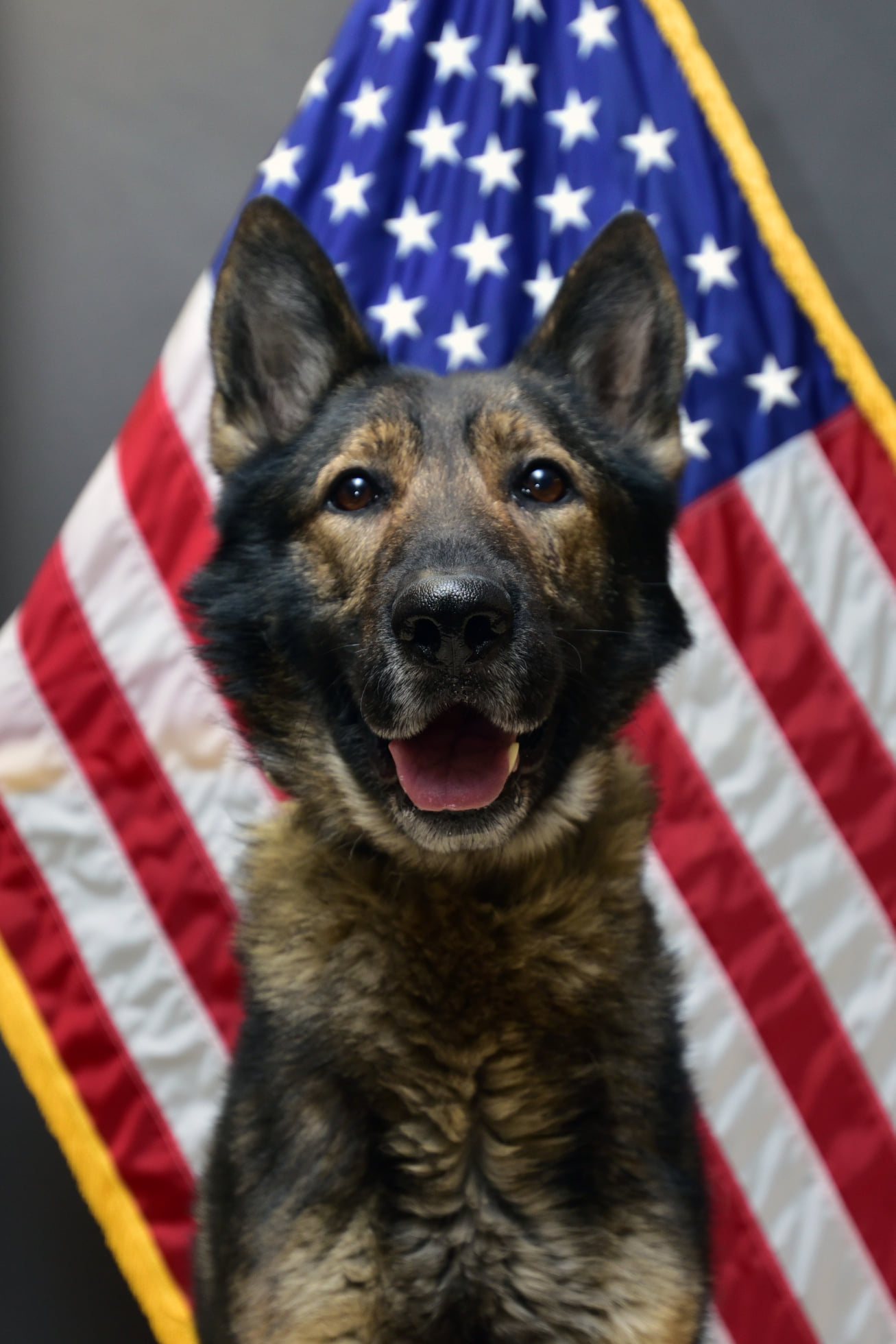 Roscommon County Sheriff’s Office K9 Ghost Passes Away – 9&10 News