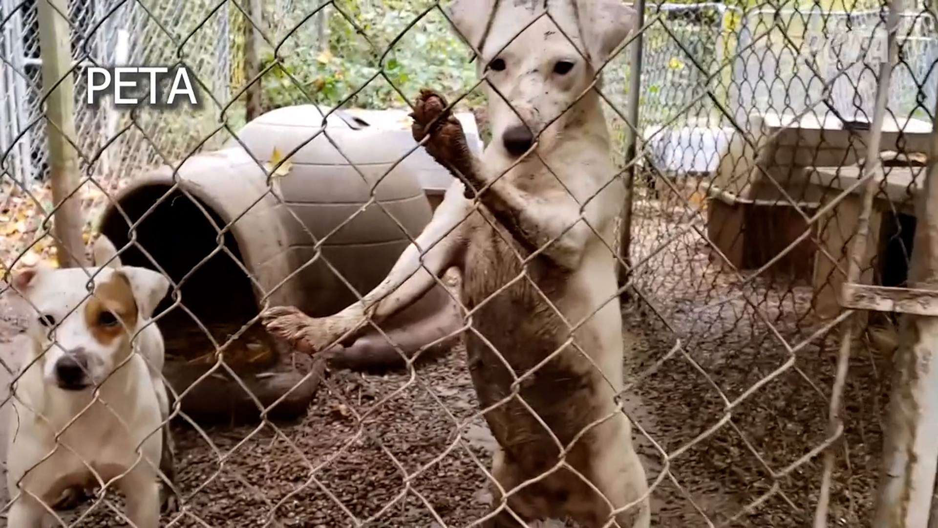 Humane Society of the United States Shares Why Irresponsible Puppy ...