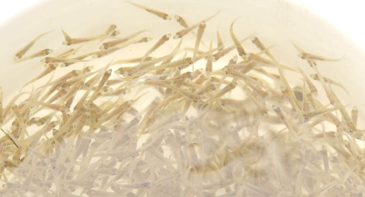 Fry to Fingerlings: Mason County Walleye Association Helps DNR Harvest ...