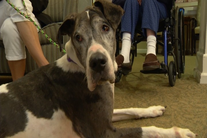 Senior Dogs Visiting Senior Homes with Silver Muzzle Cottage – 9&10 News