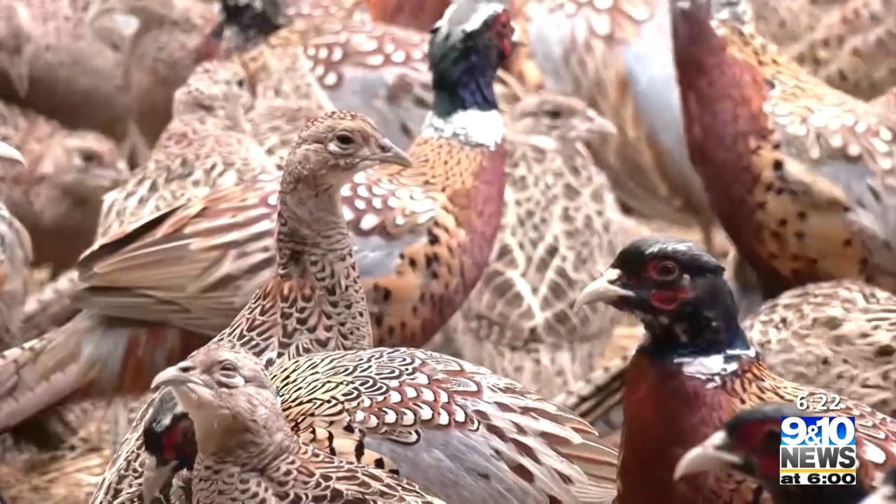 Hook & Hunting: Tails A Waggin Veterans and First Responders Hunt – 9&10 News