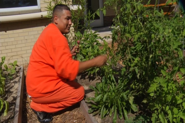 Roscommon County Jail Sprouts Garden Raised By Inmates – 9&10 News