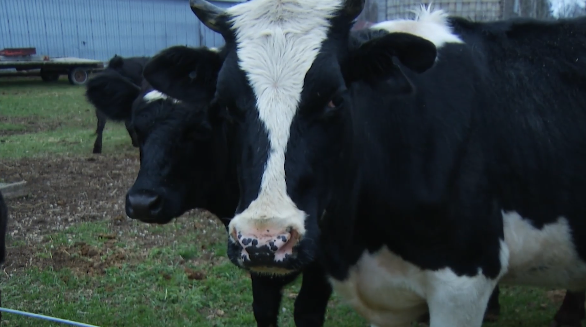 Another Michigan worker tests positive for bird flu from cows – 9&10 News