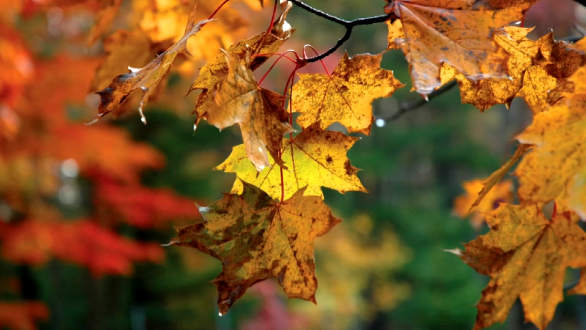 Traverse City Tourism: Embracing The Fall Color Tour – 9&10 News