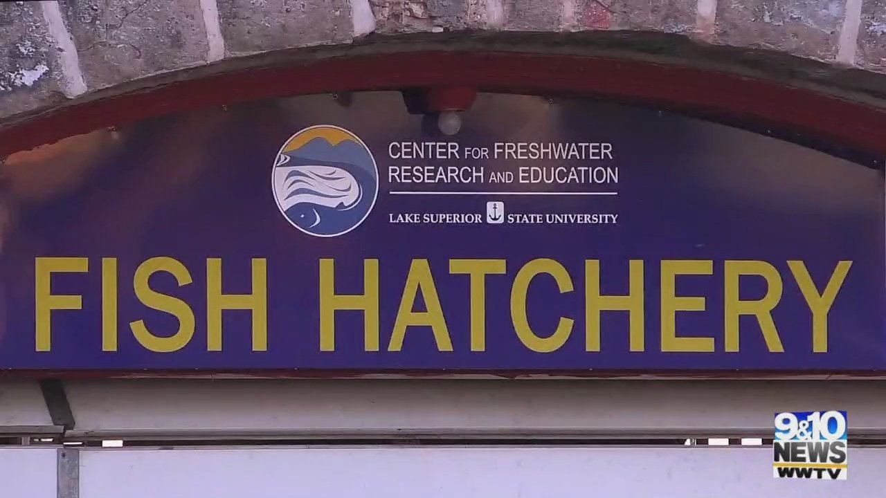 Lake Superior State University Fish Hatchery Releases 27,000 Fish Into ...