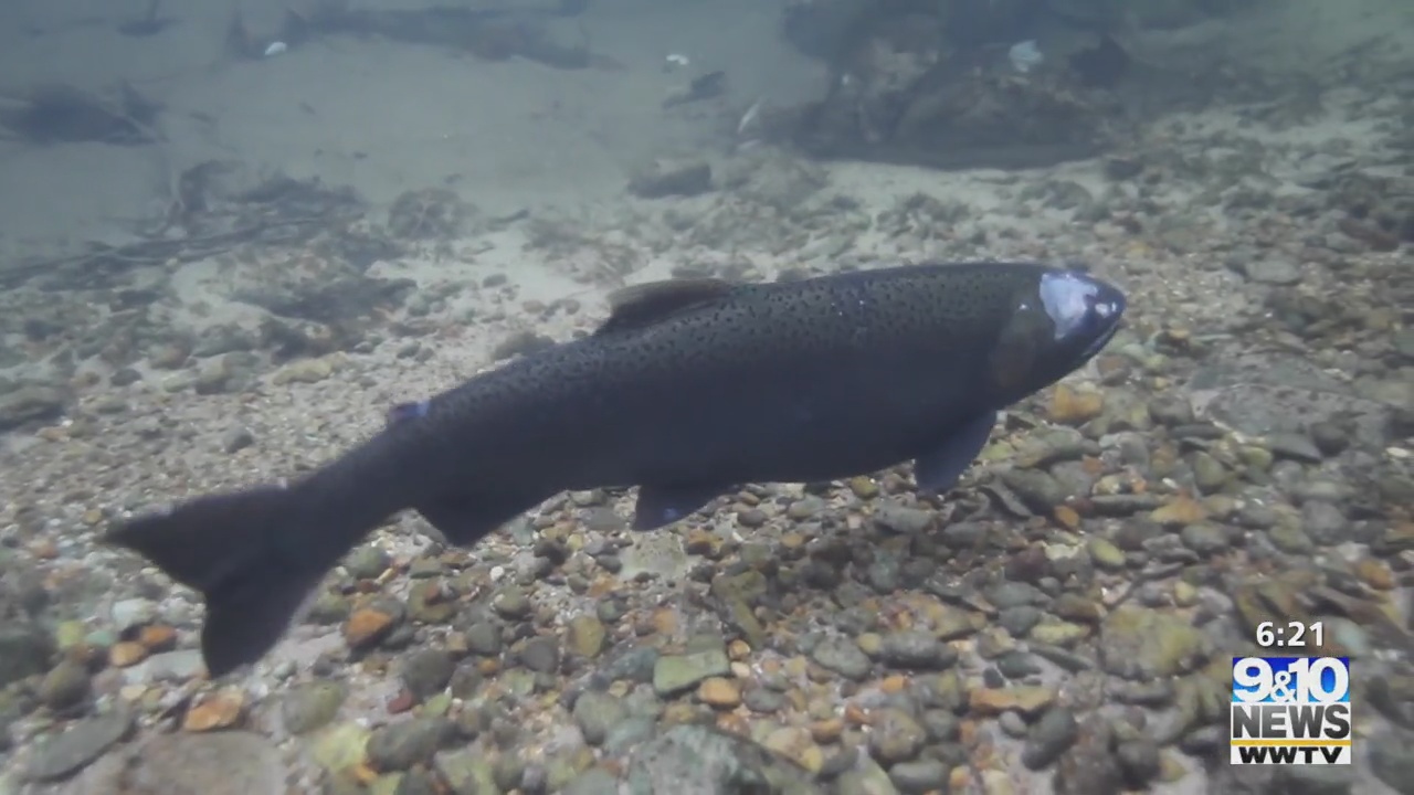 Why Trees and Plants Need Salmon – 9&10 News