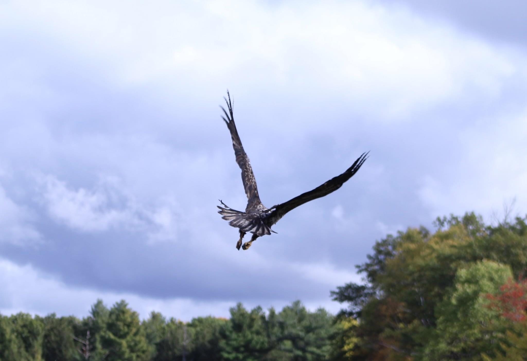 Traverse City Raptor Center Closing to Public, Concerns About Avian Flu ...