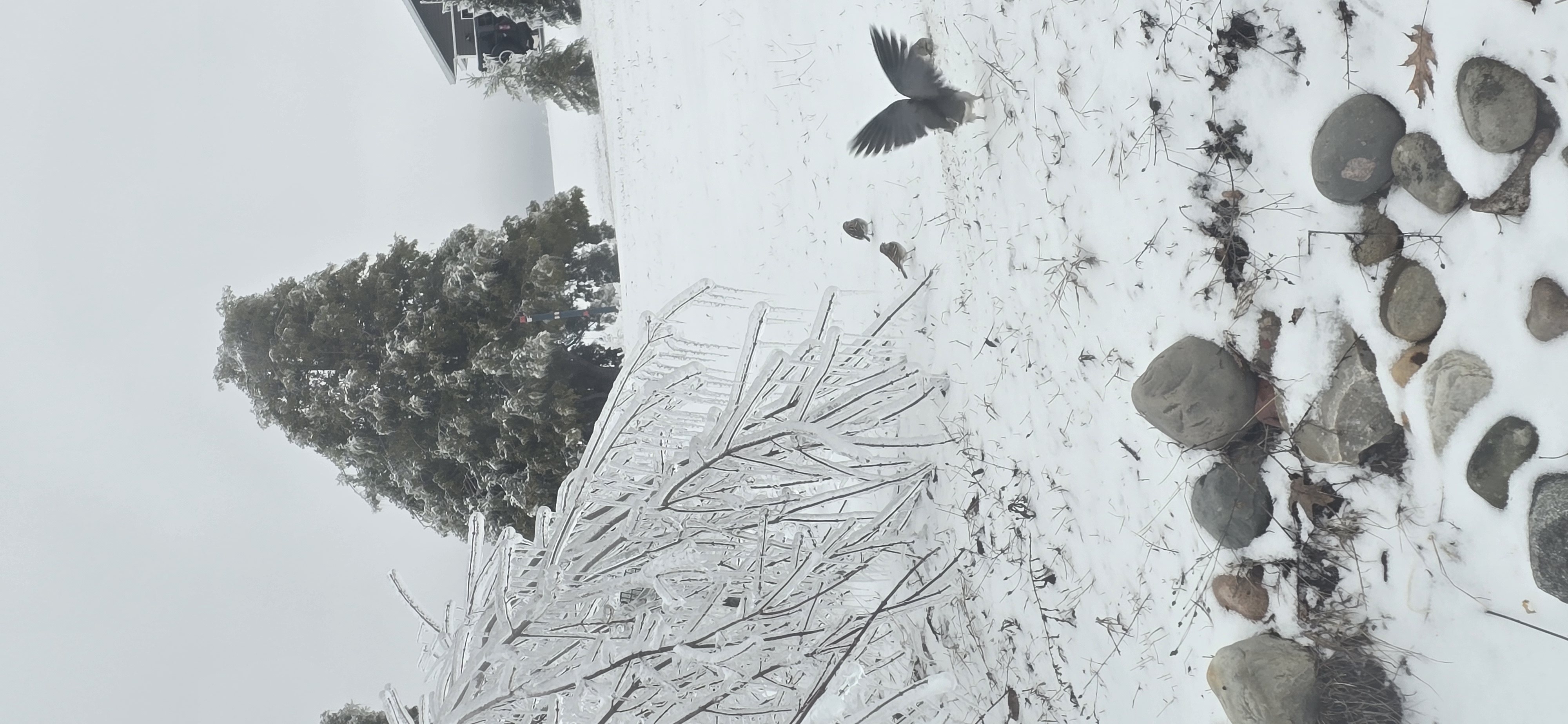 2025 Ice Storm Photo Gallery – 910News.com