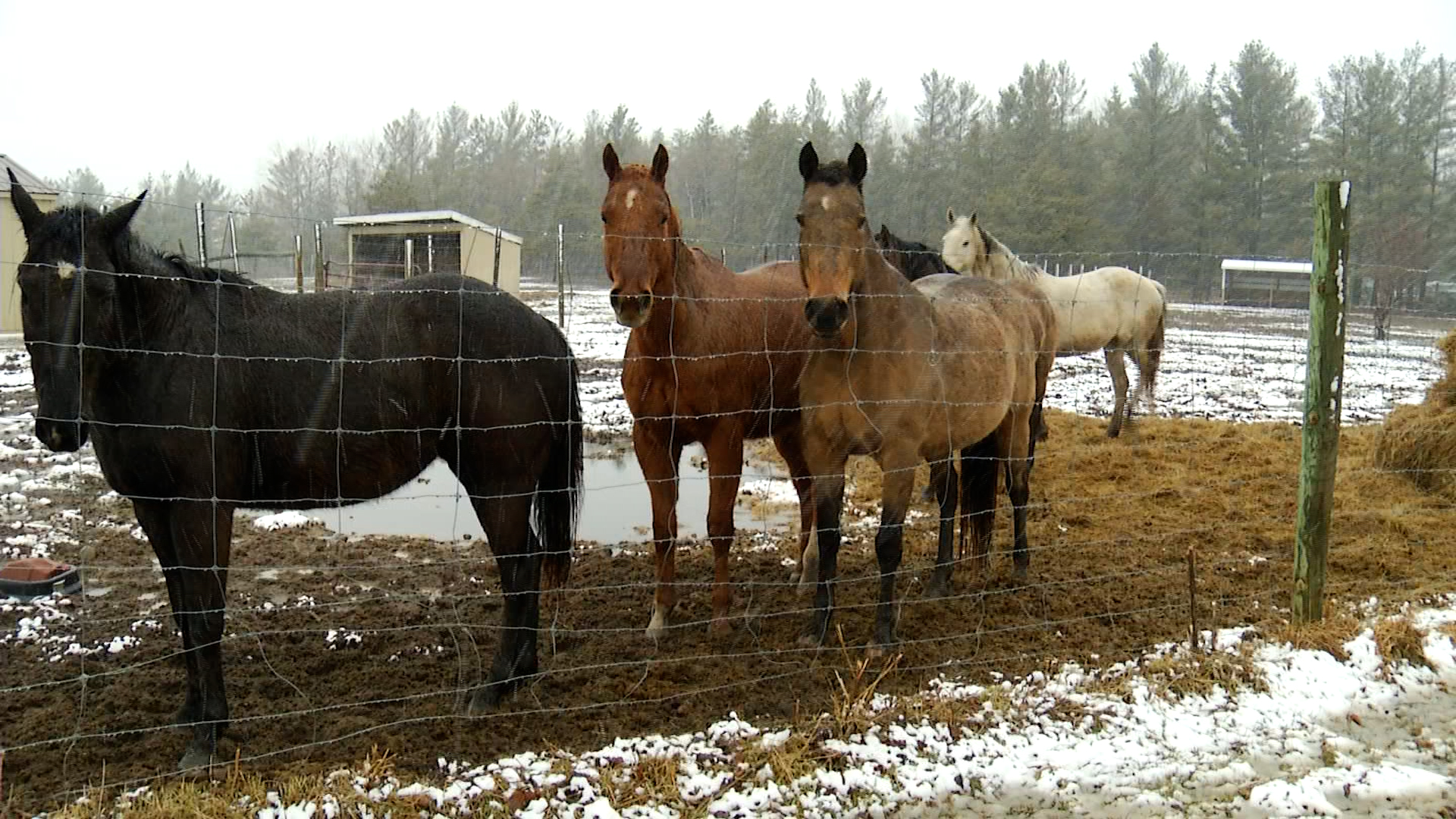 Roscommon County VA, Horse Ranch to Offer Free Riding and Grooming ...