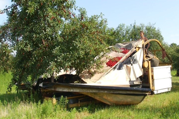 Northern Michigan Cherry Farmers Harvesting Crop – 9&10 News