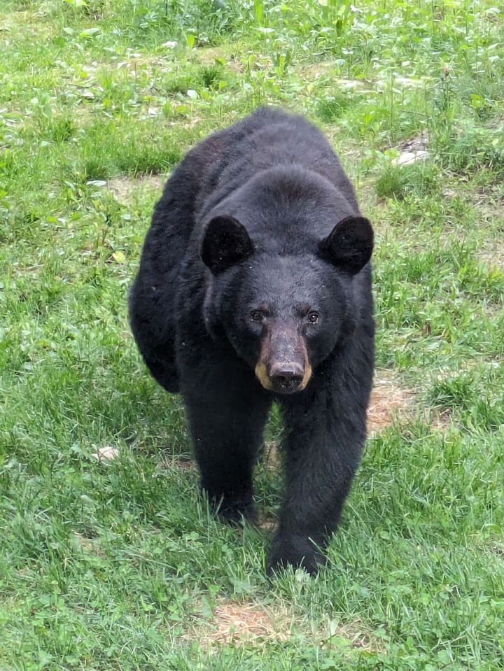 Gallery: Bears spotted around Northern Michigan – 9&10 News